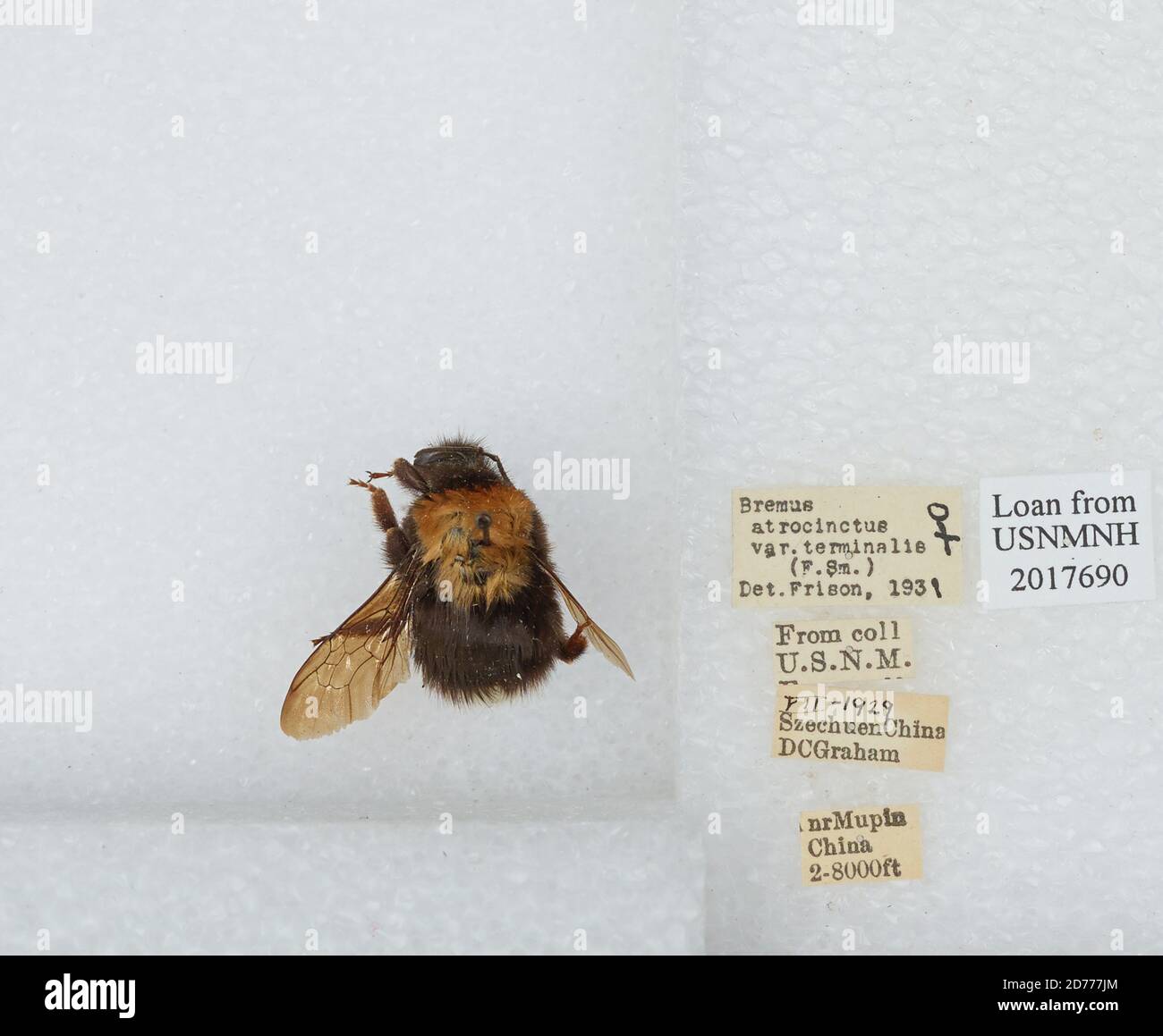 Anciennement mupin Banque de photographies et d’images à haute ...