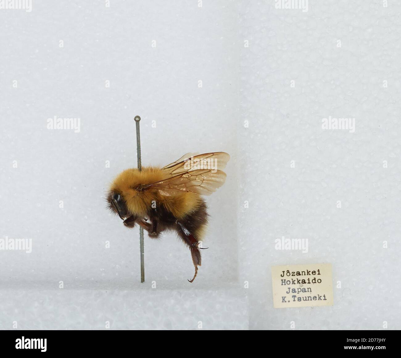 Jozankei, Hokkaido, Japon, Bombus (Pyropombus) hypnorum callidus ...