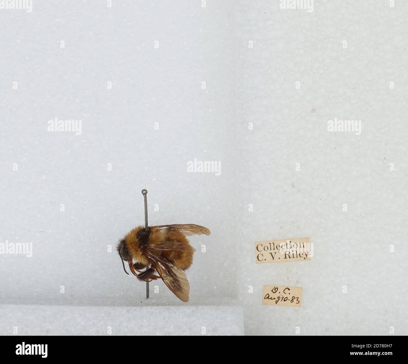 Washington, District de Columbia, États-Unis, Bombus (Fervidogombus ...