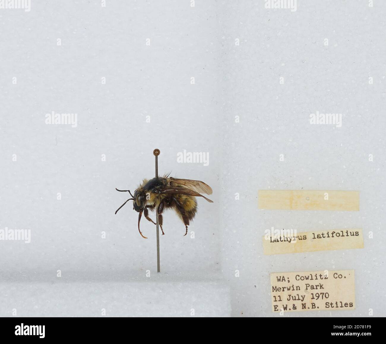 Parc merwin Banque de photographies et d’images à haute résolution - Alamy