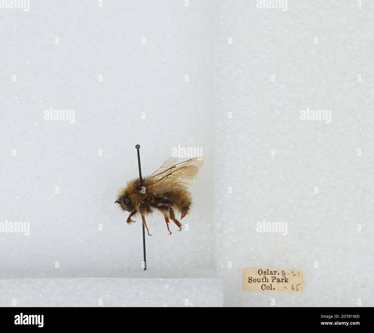 South Park, Park, Colorado, États-Unis, Bombus (Fervidogombus) fervidus ...