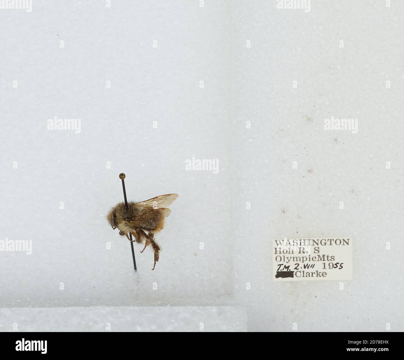 Forêt tropicale de HOH dans le parc national olympique, Jefferson ...