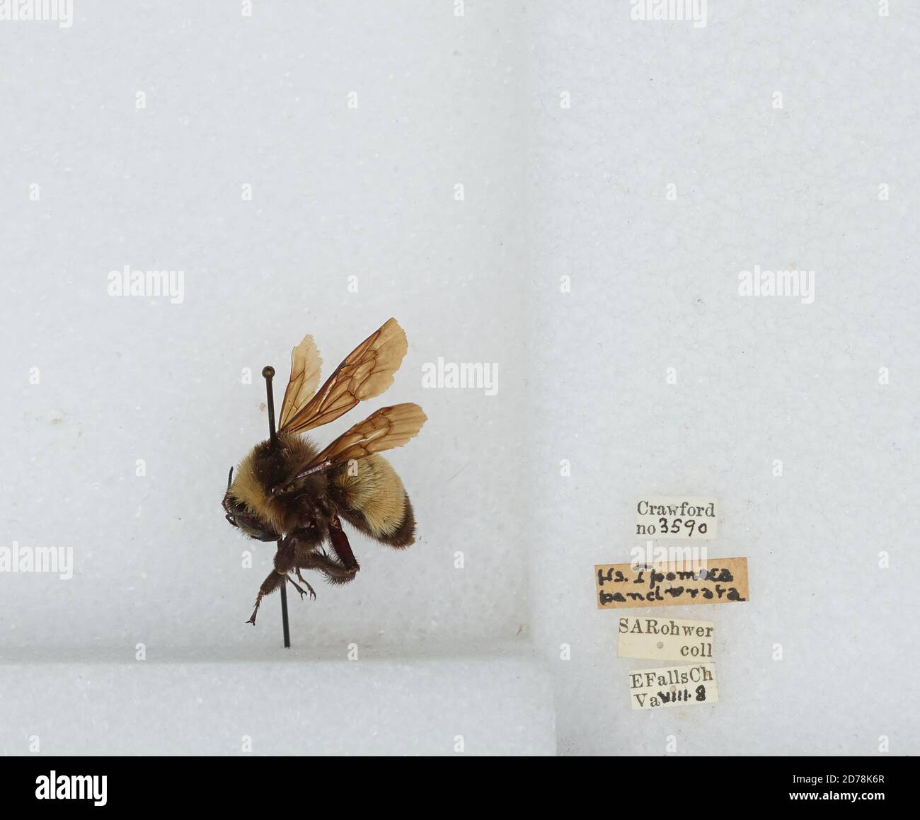 East Falls Church, Arlington, Virginia, États-Unis, Bombus ...