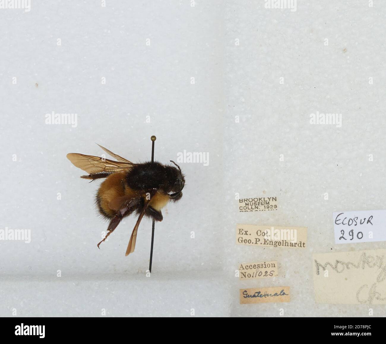 Weisi friese Banque de photographies et d’images à haute résolution - Alamy