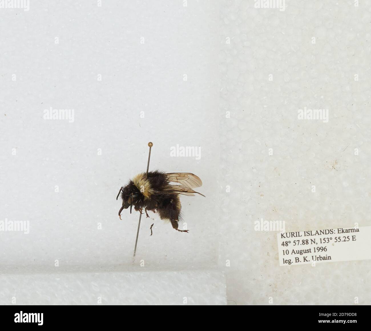 Île d'Ekarma, îles Kouriles, Sakhaline, Russie, Bombus sp., Animalia ...