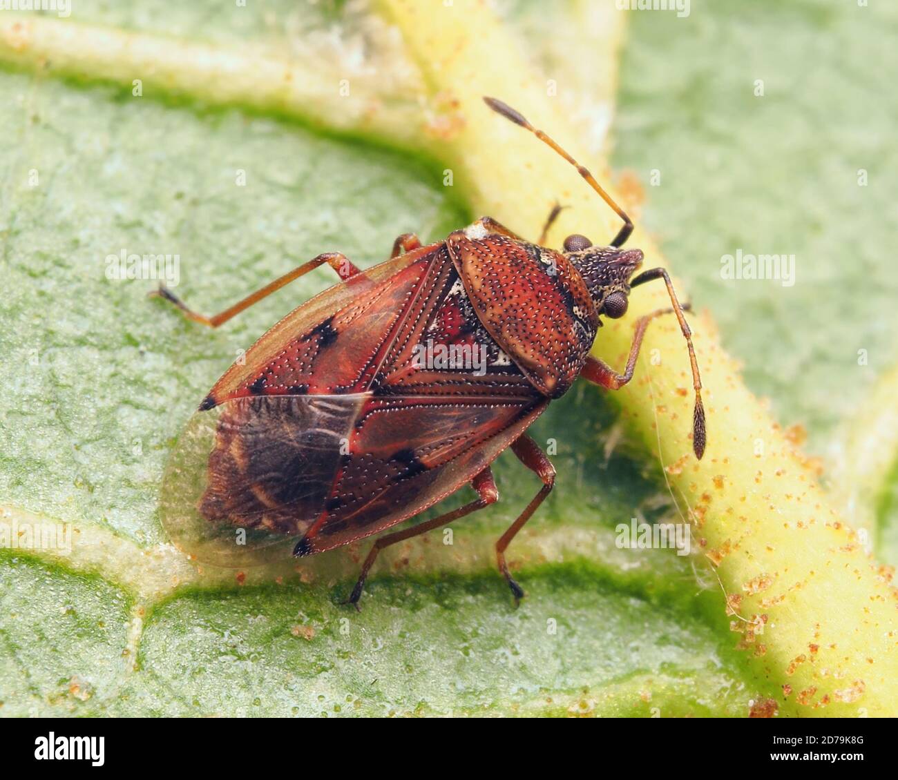 Kleidocerys resedae Banque de photographies et d’images à haute ...