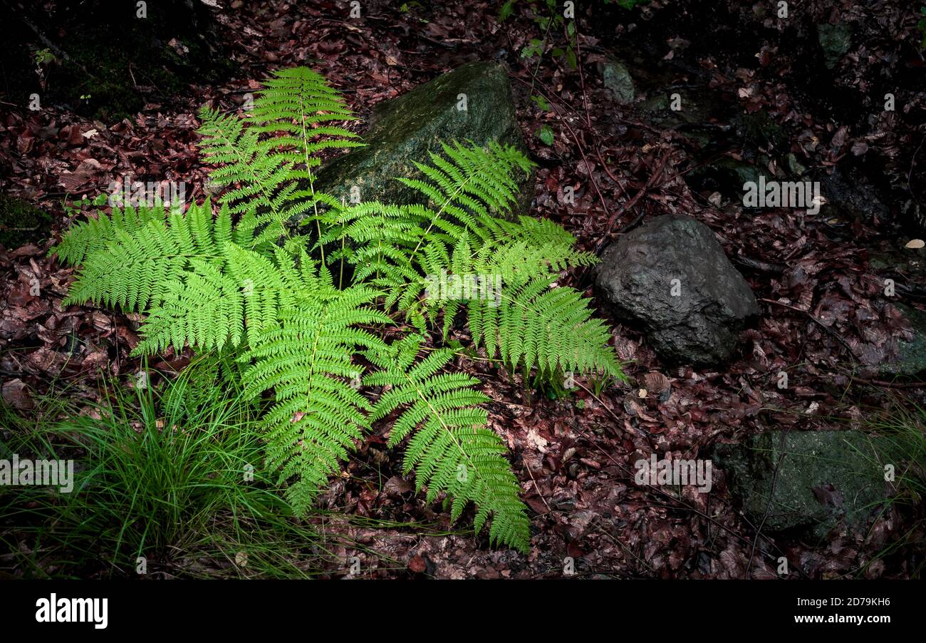 Fleurs foret Banque de photographies et d’images à haute résolution - Alamy