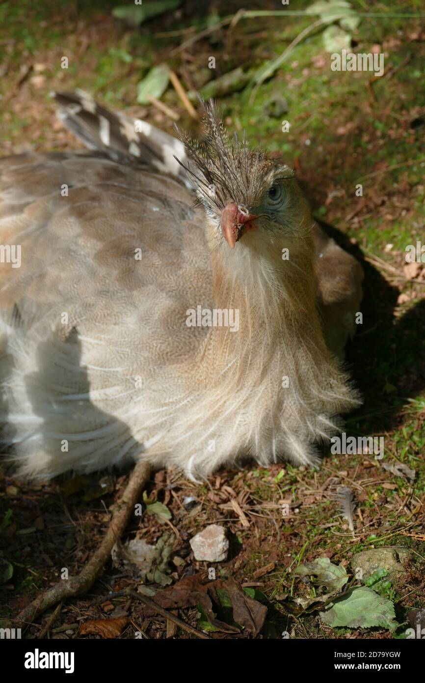 Seriema aux jambes rouges Banque de photographies et d’images à haute ...