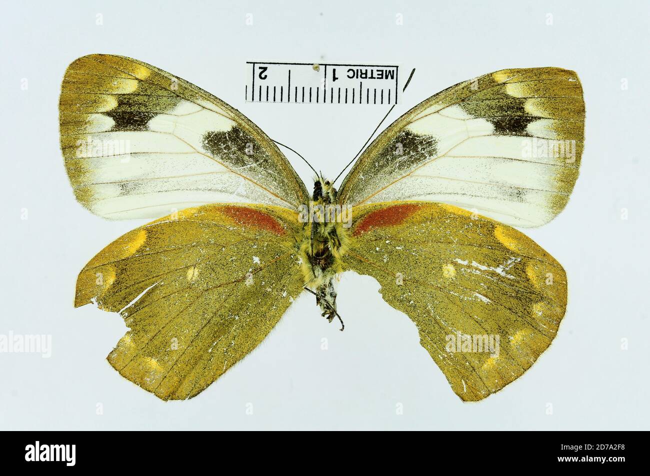 Delias apoensis Banque de photographies et d’images à haute résolution ...