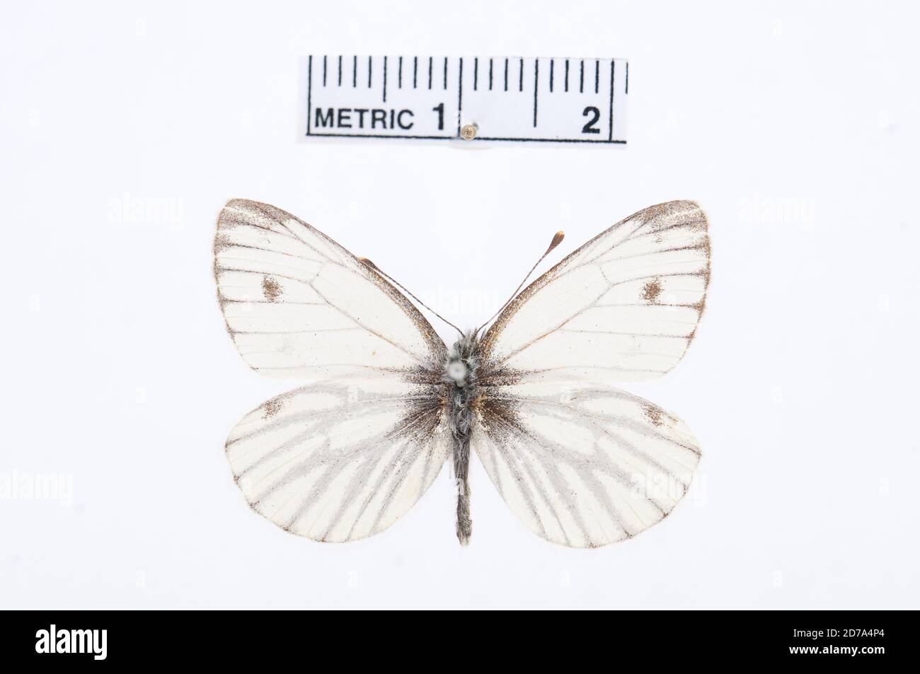 Pieris ochsenheimeri Banque de photographies et d’images à haute ...