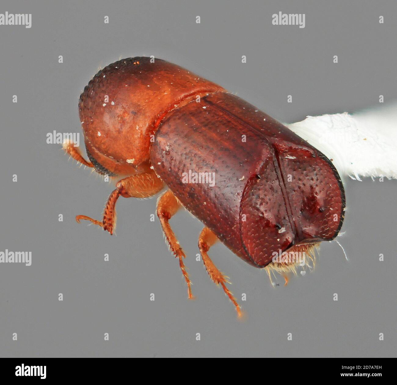 Bois de monarthrum annulatum Banque de photographies et d’images à ...