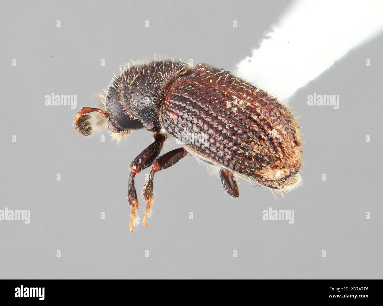 Bois de phloeotribus levis Banque de photographies et d’images à haute ...