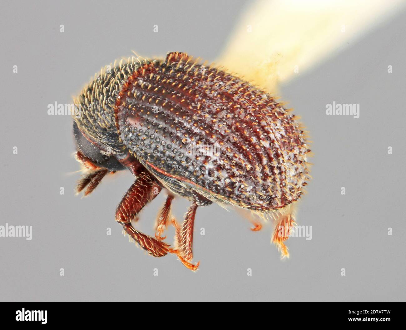 Pink, Acatlan, Jalisco, Mexique, Phloeotribus geminus Wood, 1983 ...