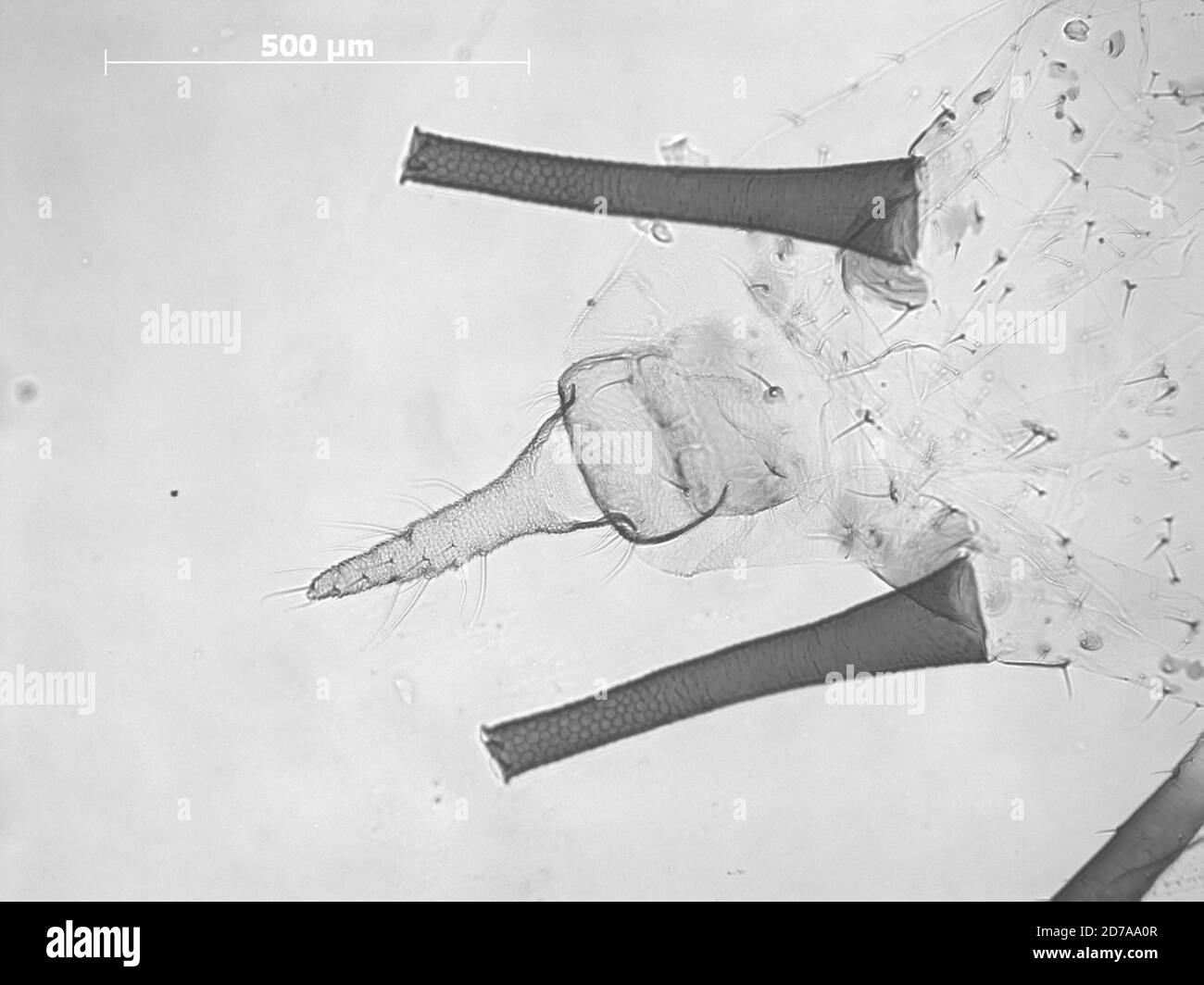 Dactynotus chrysopsidicola olive Banque de photographies et d’images à ...