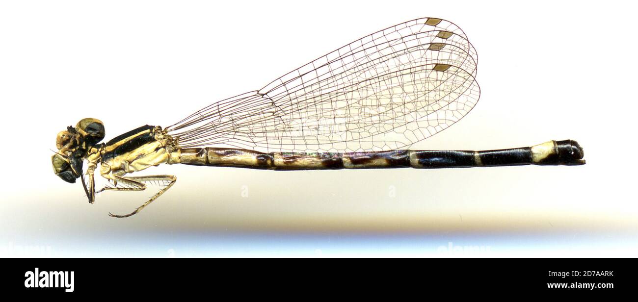 Argia bipunctulata hagen Banque de photographies et d’images à haute ...