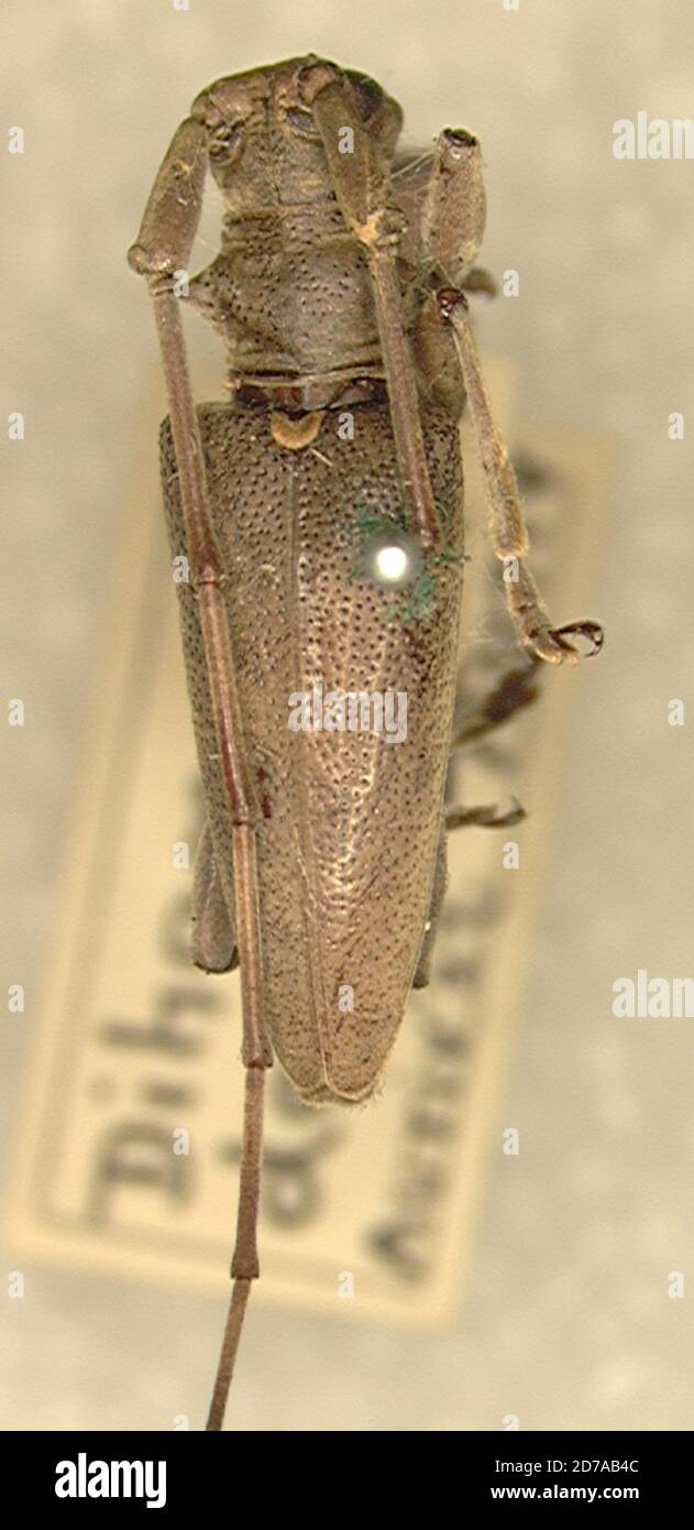 Kolambugan, Mindanao, Mindanao, Philippines, Dihammus dentifer ...