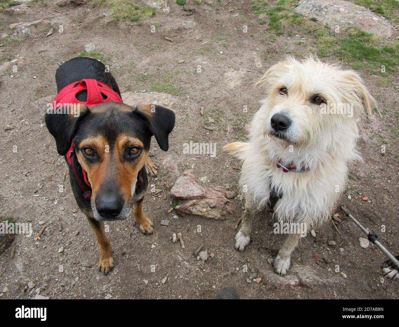 Chiens dans la rue Banque de photographies et d’images à haute ...