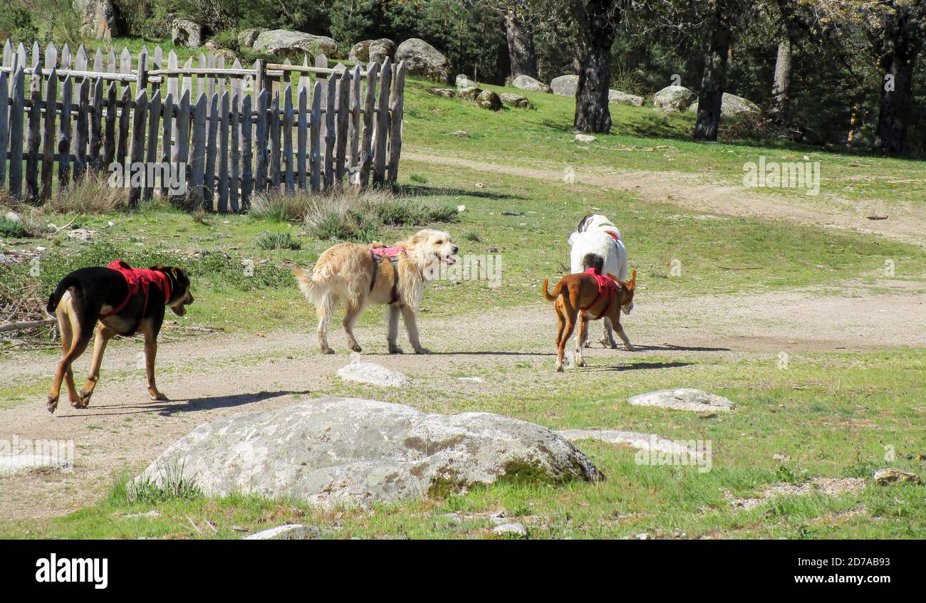 Chiens dans la rue Banque de photographies et d’images à haute ...