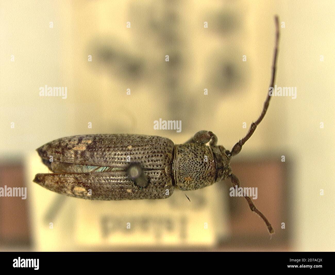 Homme, île Sibuyan, Romblon, Philippines, Sybra sibuyana Aurivillius ...