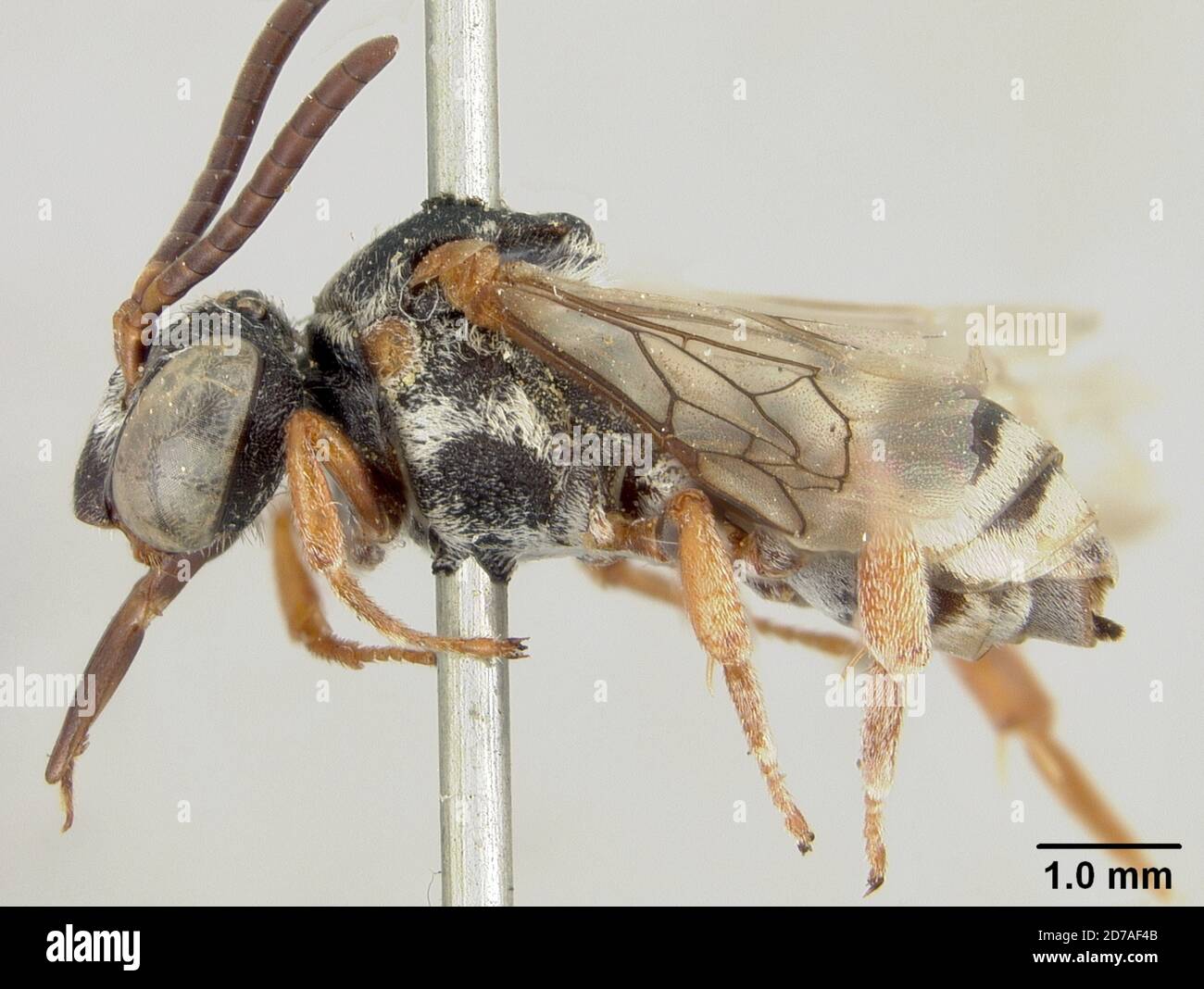 Epeolus hitei cockerell Banque de photographies et d’images à haute ...