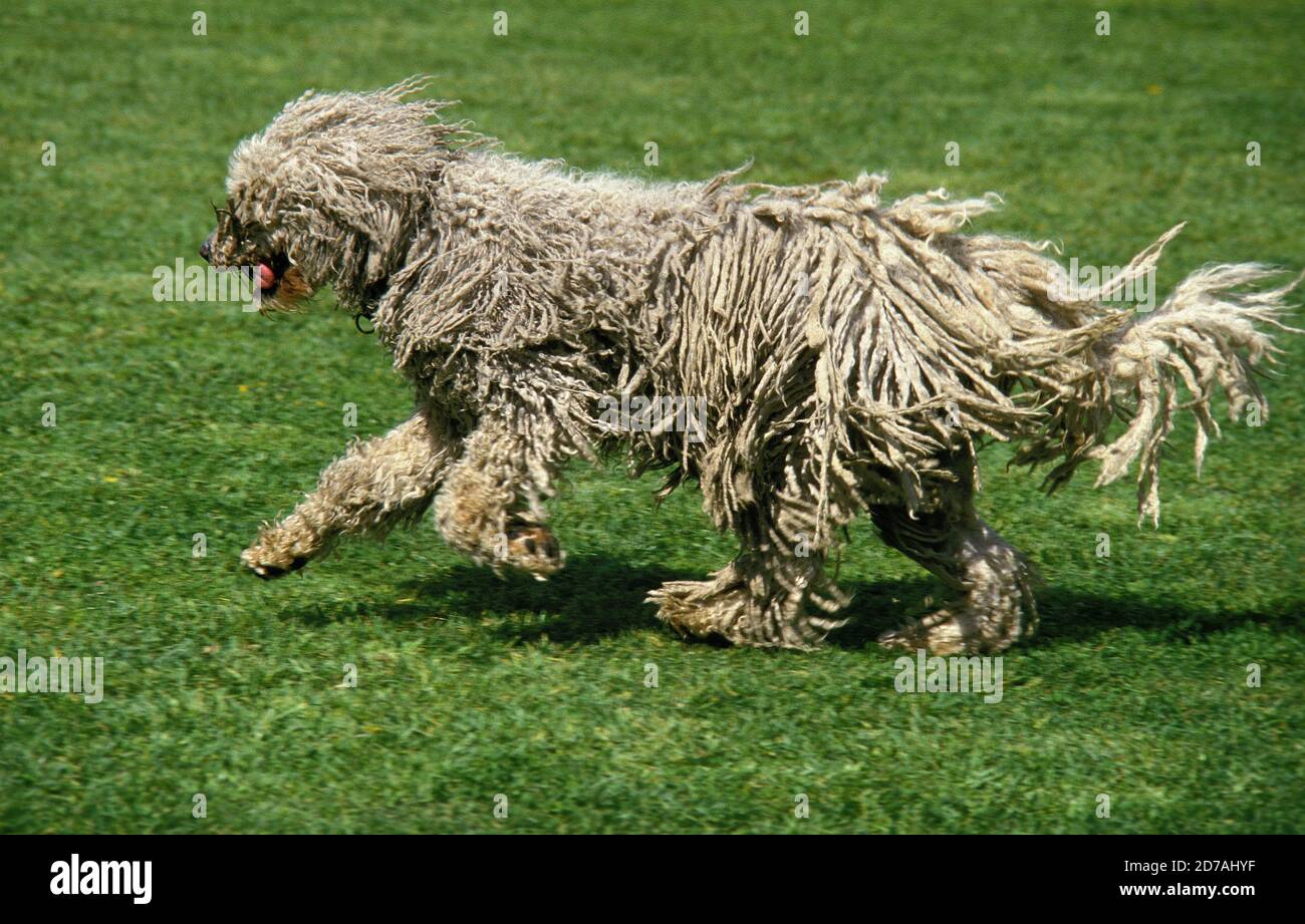 Chien de komondor Banque de photographies et d’images à haute ...