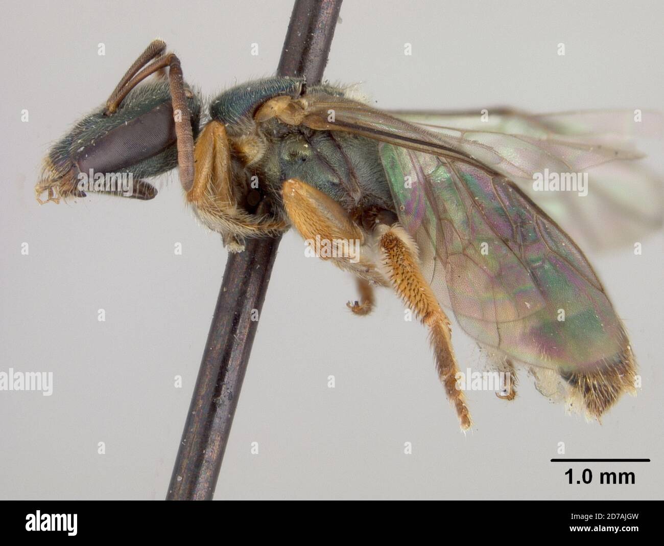 Broché, Agrihan Marianas, Îles Mariannes du Nord, Halictus (Homalictus ...