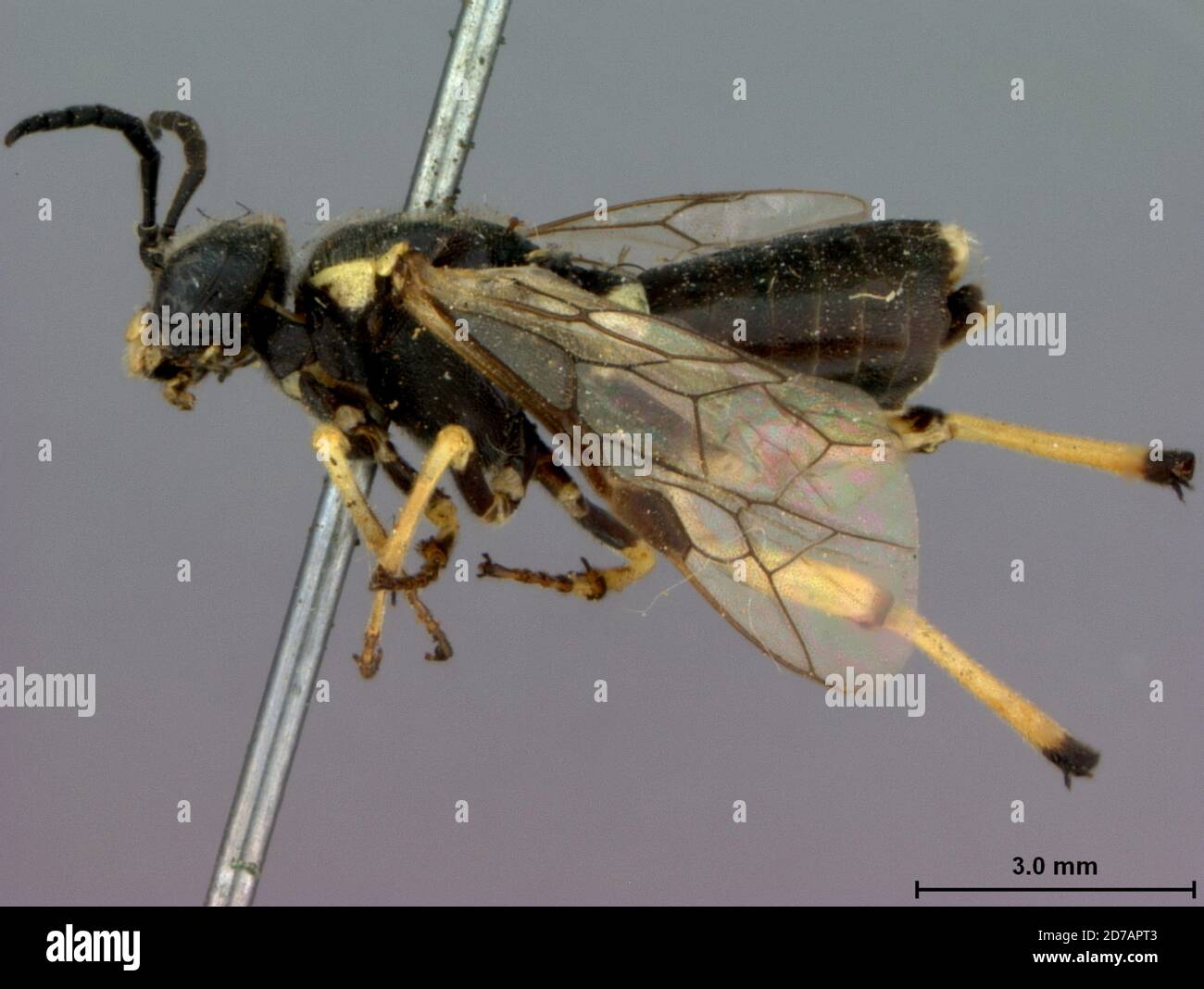 Île de Taboga, Panama, Acorduleceridea compressicornis Rohwer, 1912 ...