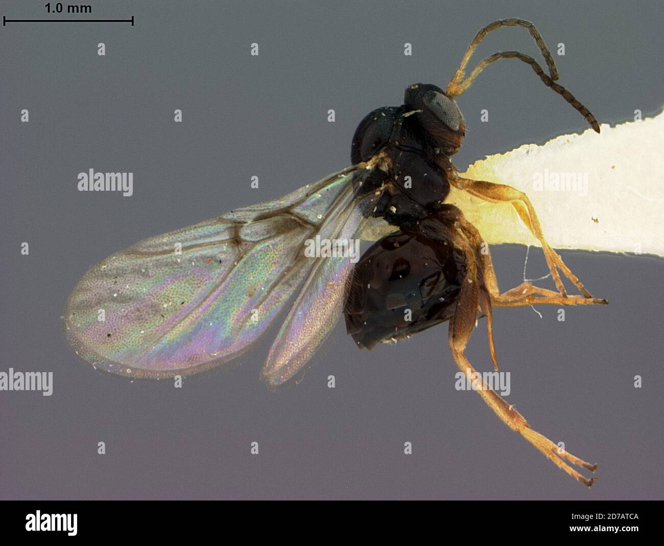 Neuroterus chrysolepis Banque de photographies et d’images à haute ...
