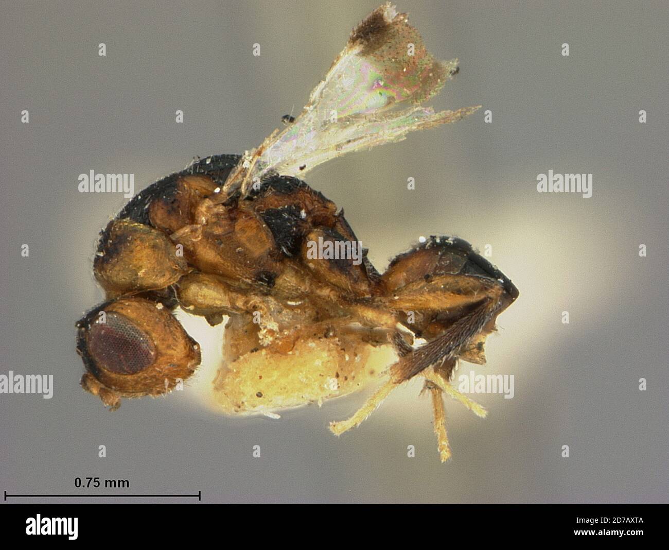 1881 animalia Banque de photographies et d’images à haute résolution ...