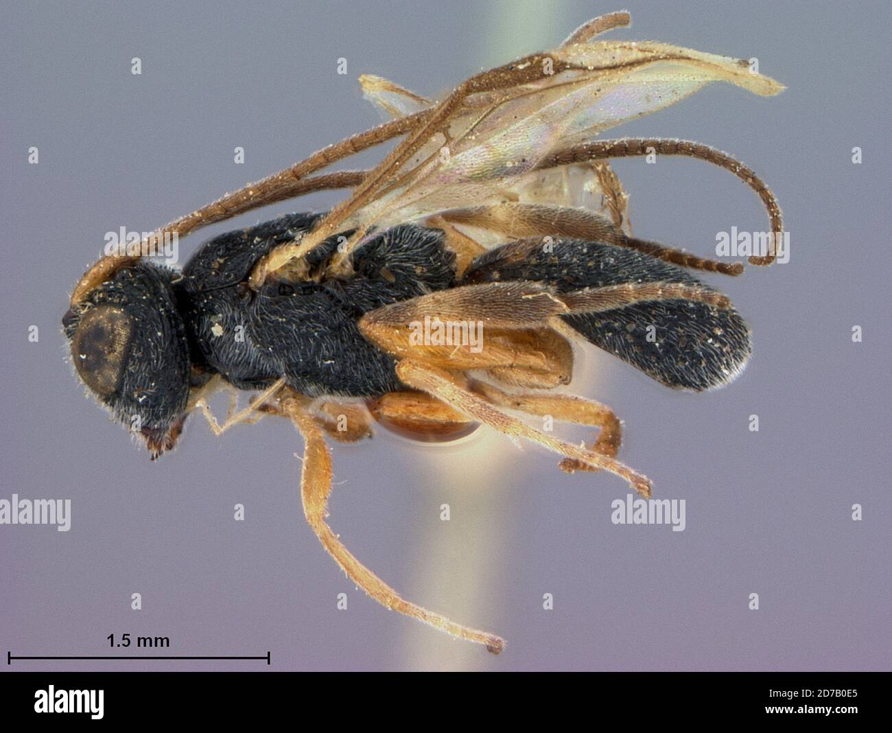 Mont Makiling, Luzon, Laguna, Philippines, Ascogaster longulus Baker ...