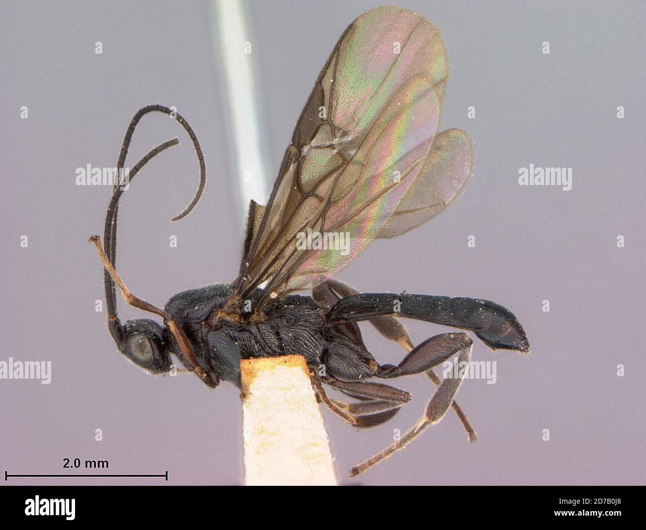 Agathis philippinensis Banque de photographies et d’images à haute ...