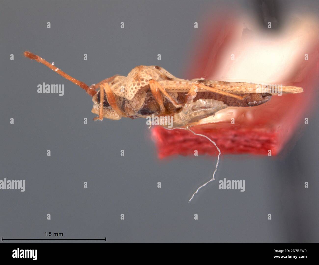 Bukidnon Banque de photographies et d’images à haute résolution - Alamy