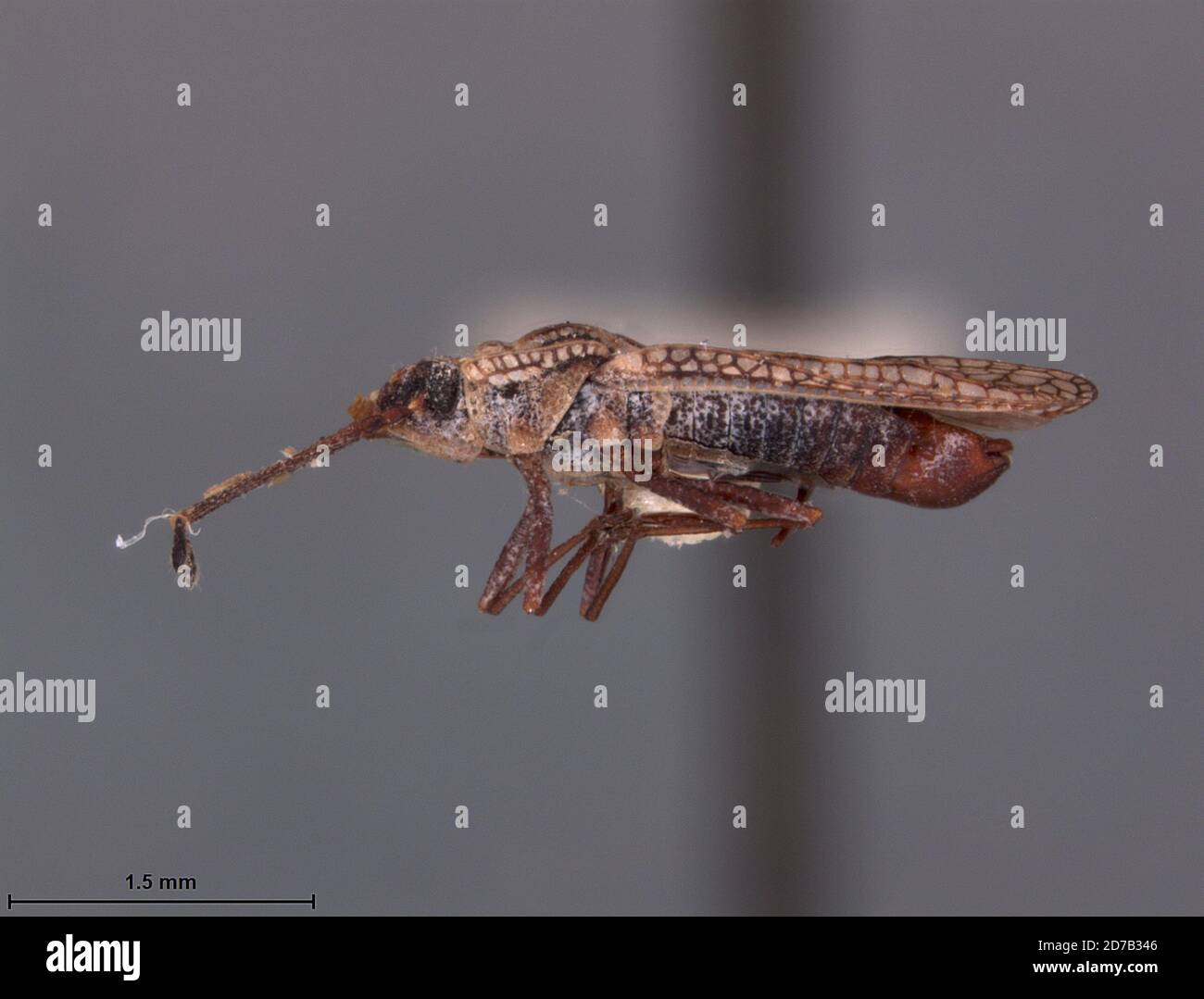 Tientsin, Tianjin, Chine, Dictyonota mitoris Drake & Hsiung, 1936 ...