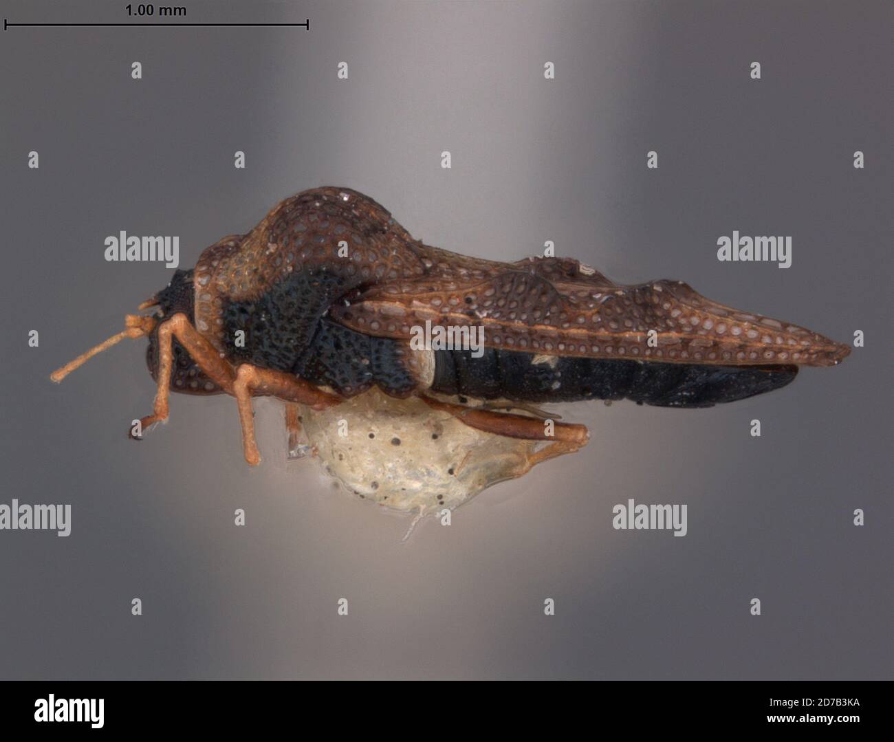 Port-au-Prince, Ouest, Haïti, Monanthia balli Drake, 1922, Animalia ...