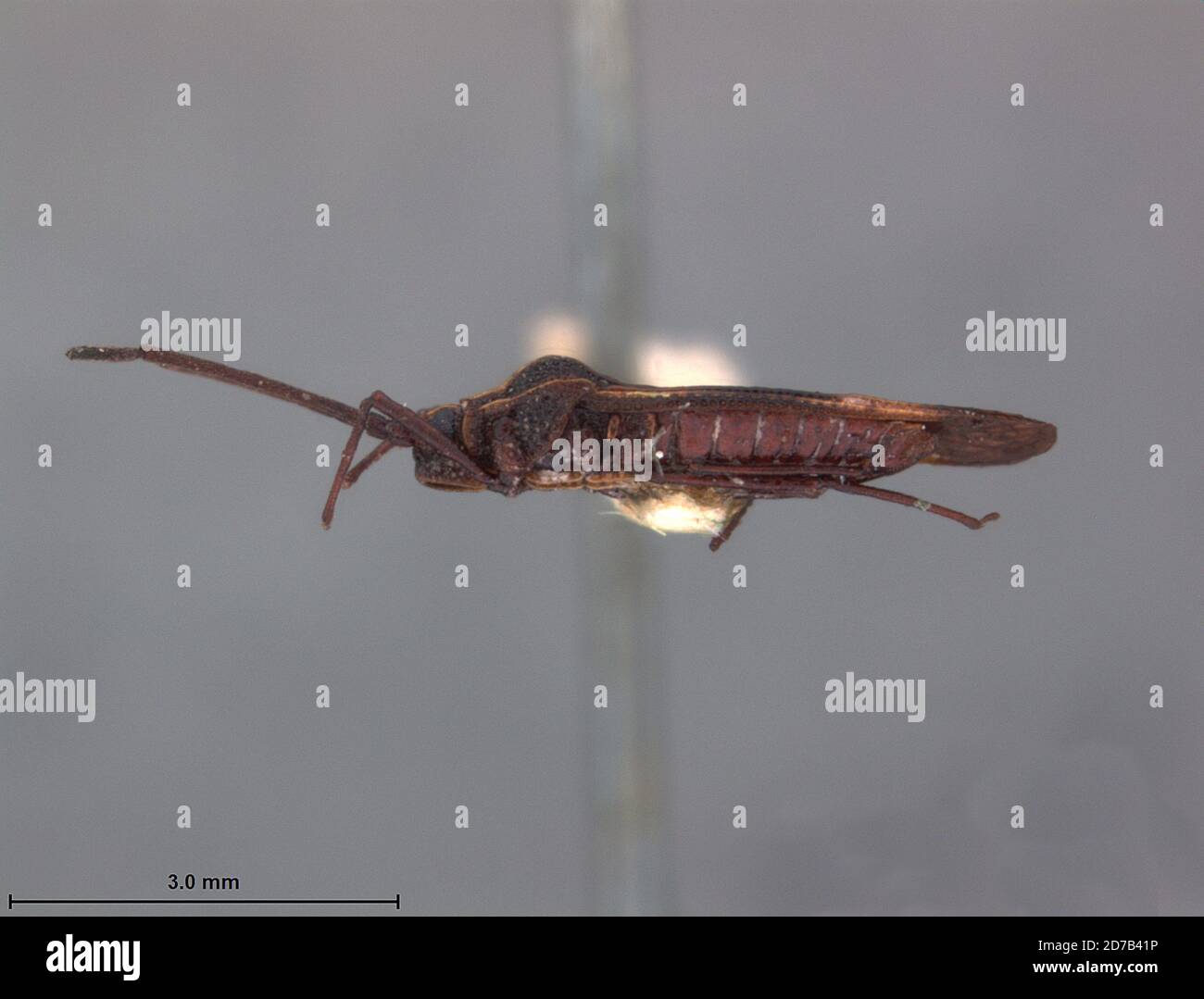 Costa rica hemiptera heteroptera Banque de photographies et d’images à ...