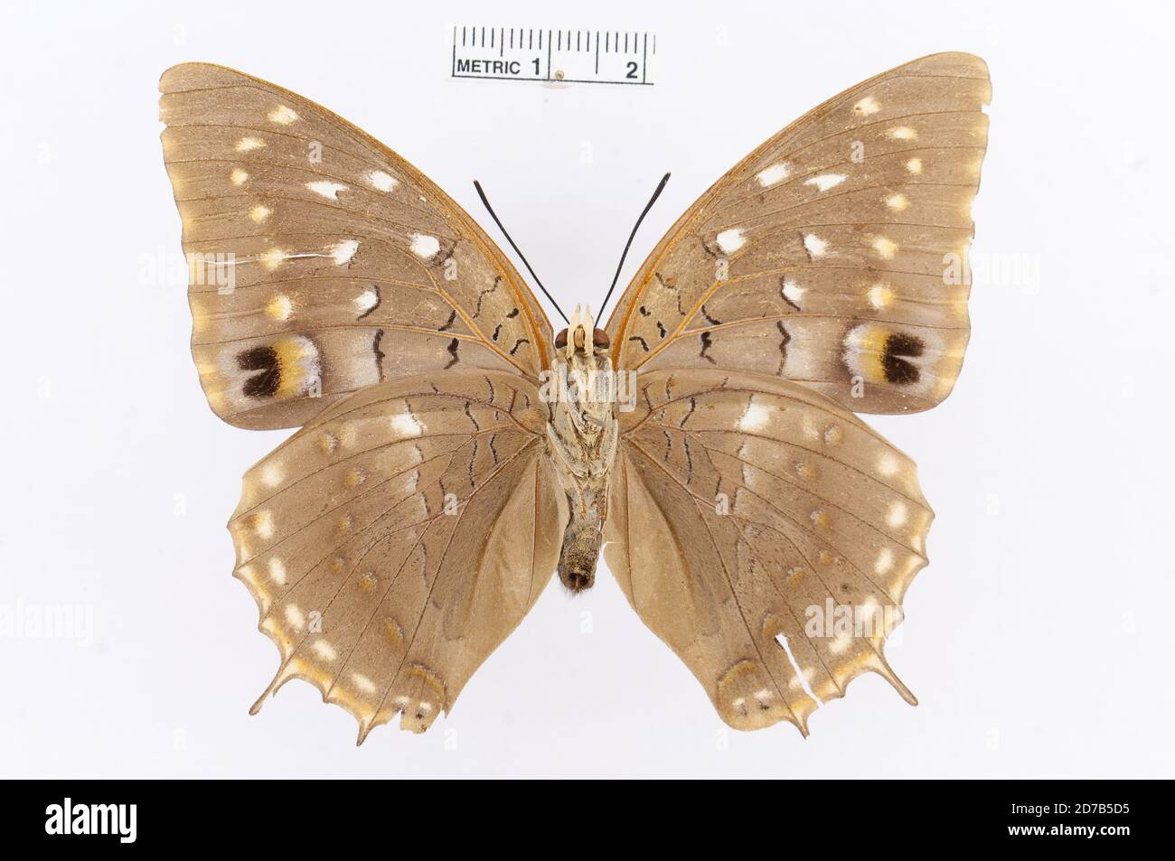 1874 animalia Banque de photographies et d’images à haute résolution ...