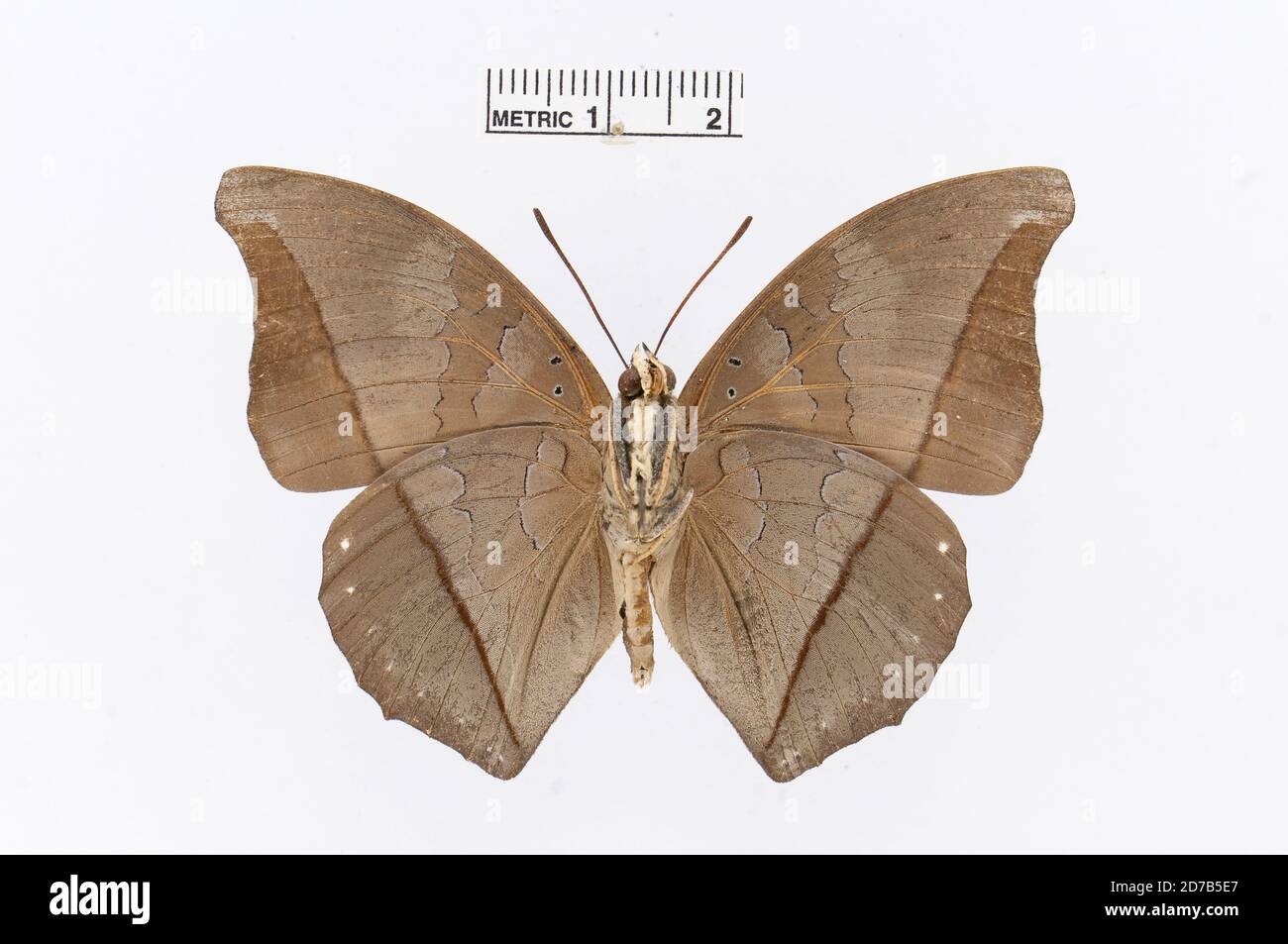 Épinglé, Charax porthos Grose-Smith, 1883, Animalia, Arthropoda ...