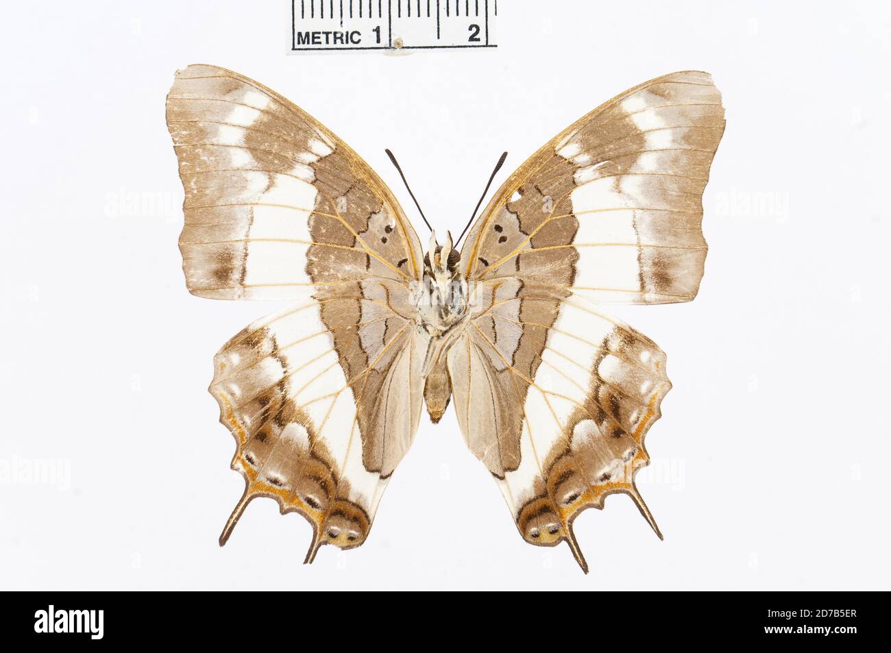 Charaxes baumanni rogenhofer Banque de photographies et d’images à ...