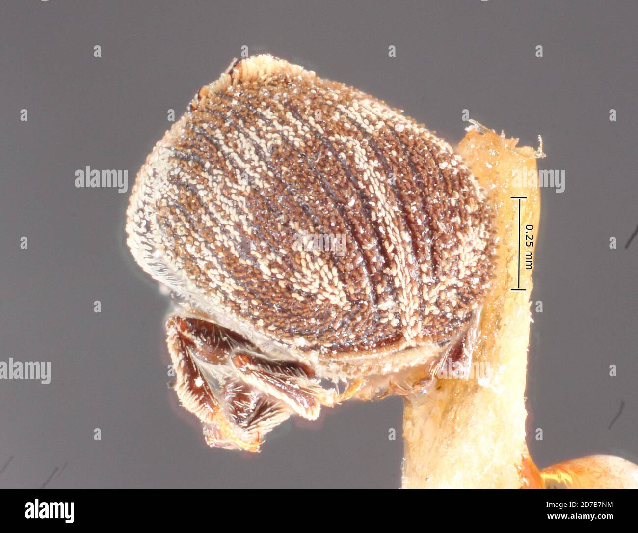 Renocis fasciatus blackman Banque de photographies et d’images à haute ...