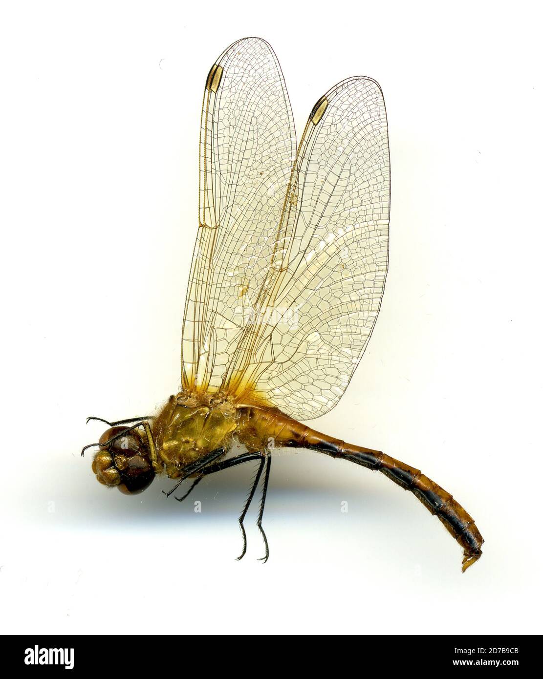 Sympetrum internum montgomery Banque de photographies et d’images à ...