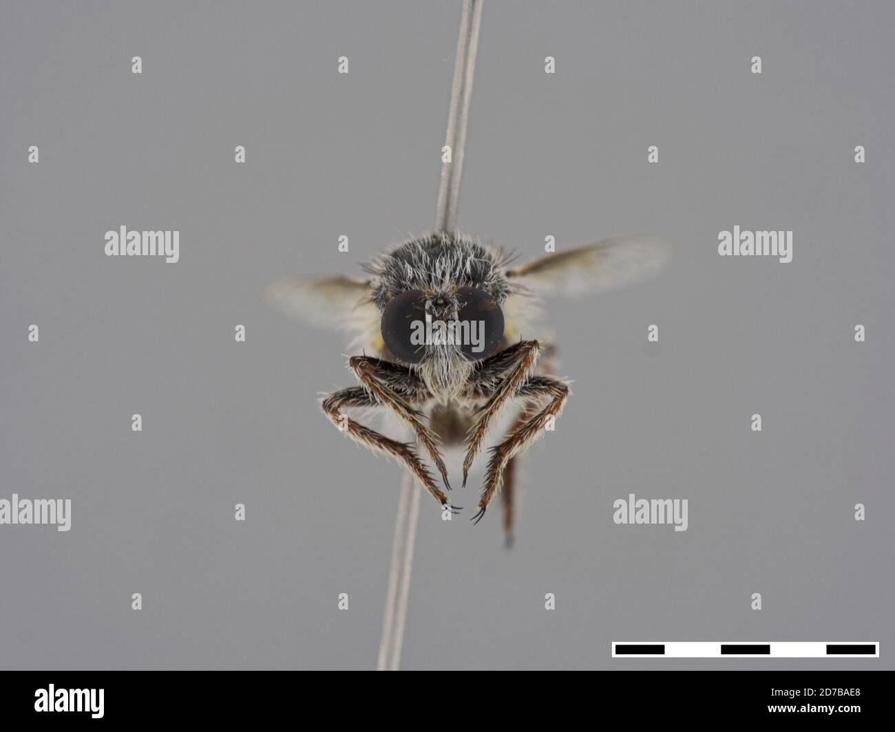 Le long du sentier des cochons de brousse Banque de photographies et d ...