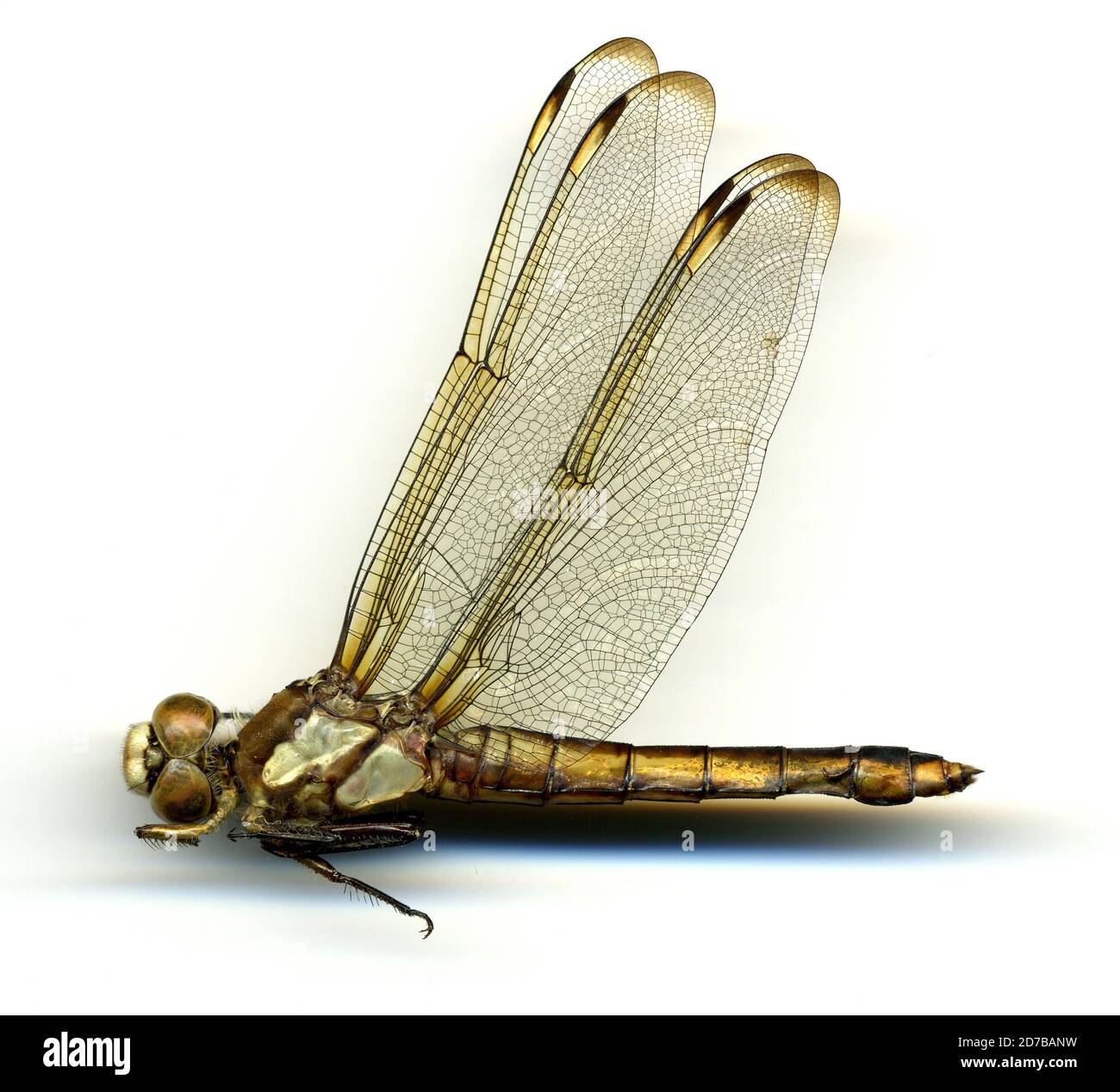 Libellula comanche calvert Banque de photographies et d’images à haute ...