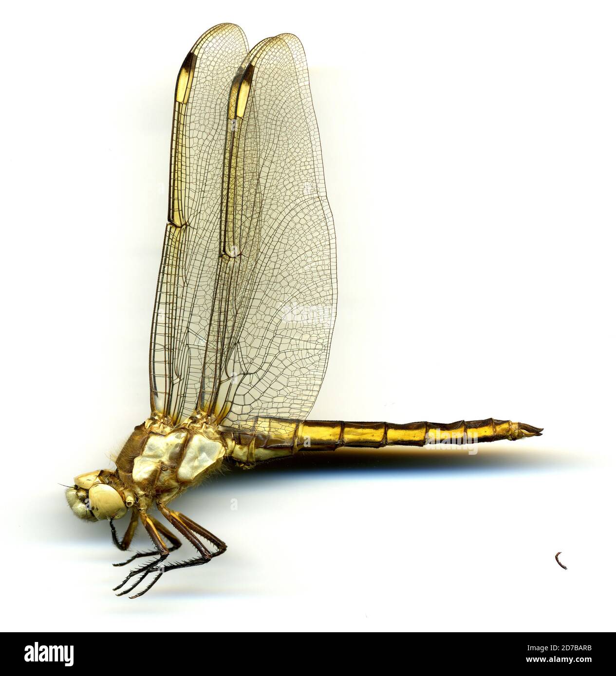 Libellula comanche calvert Banque de photographies et d’images à haute ...