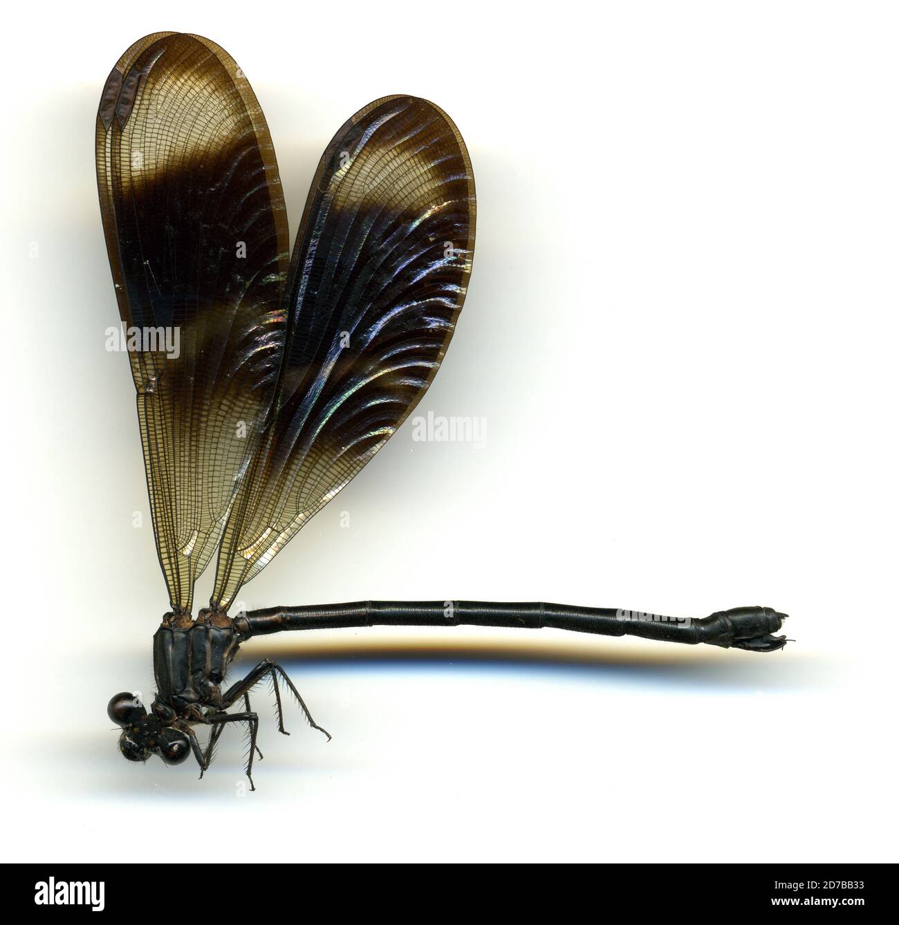 Polythore gigantea Banque de photographies et d’images à haute ...