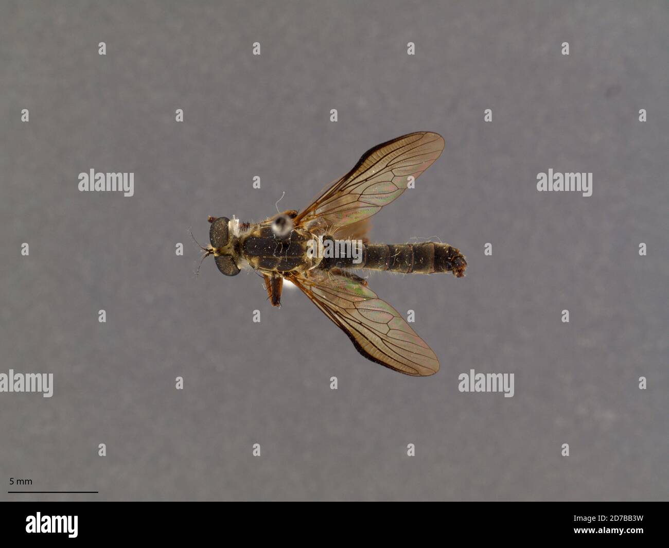 Ommatius tibialis dire Banque de photographies et d’images à haute ...