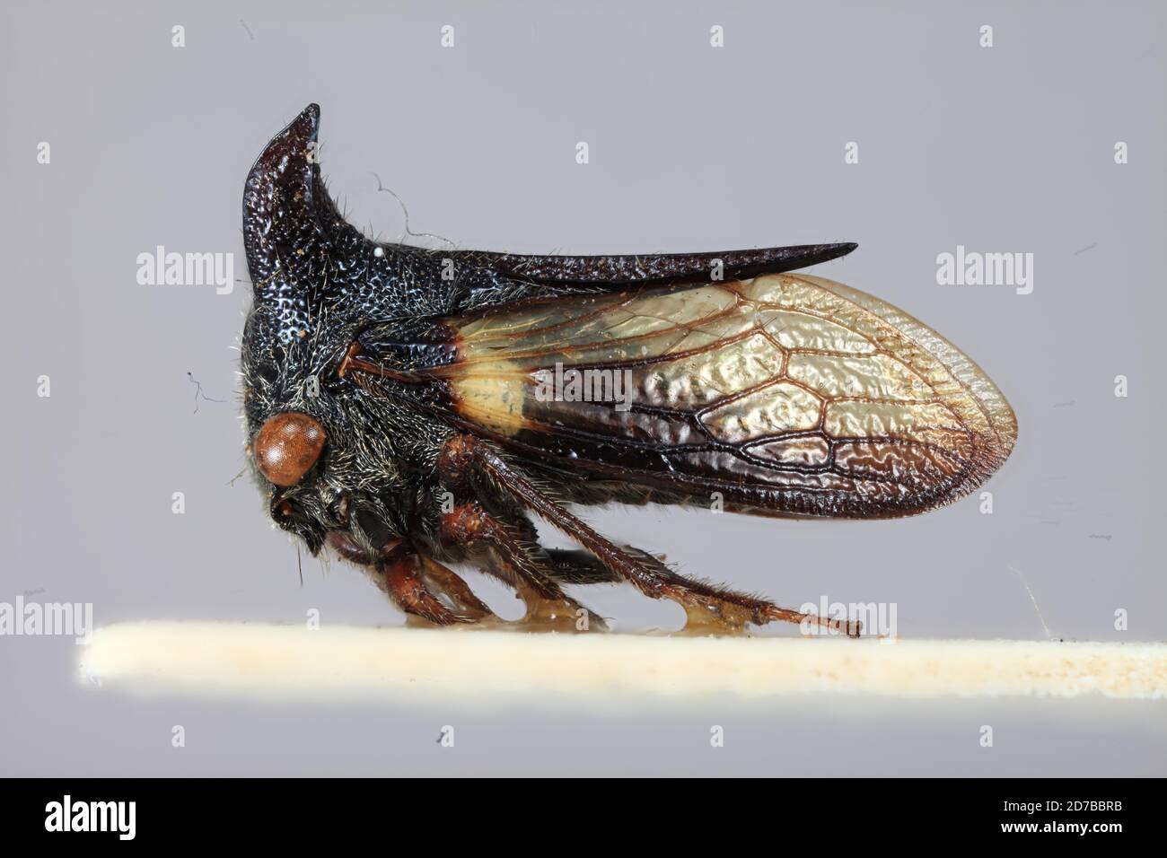 Philippines imugan Banque de photographies et d’images à haute ...