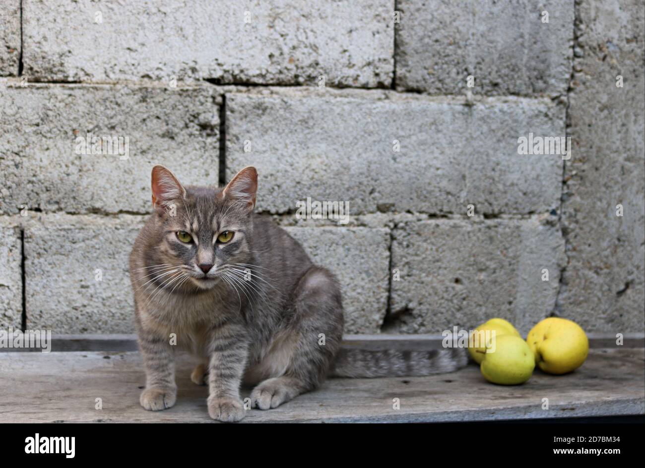 Chat gris assis sur un mur Banque de photographies et d’images à haute ...