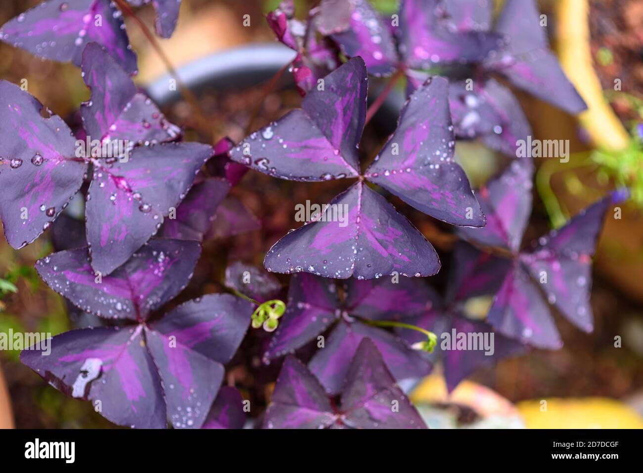 Plante en pot oxalis triangularis Banque de photographies et d’images à ...