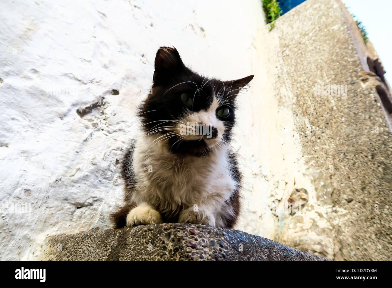 Race de chat marocain Banque de photographies et d’images à haute ...