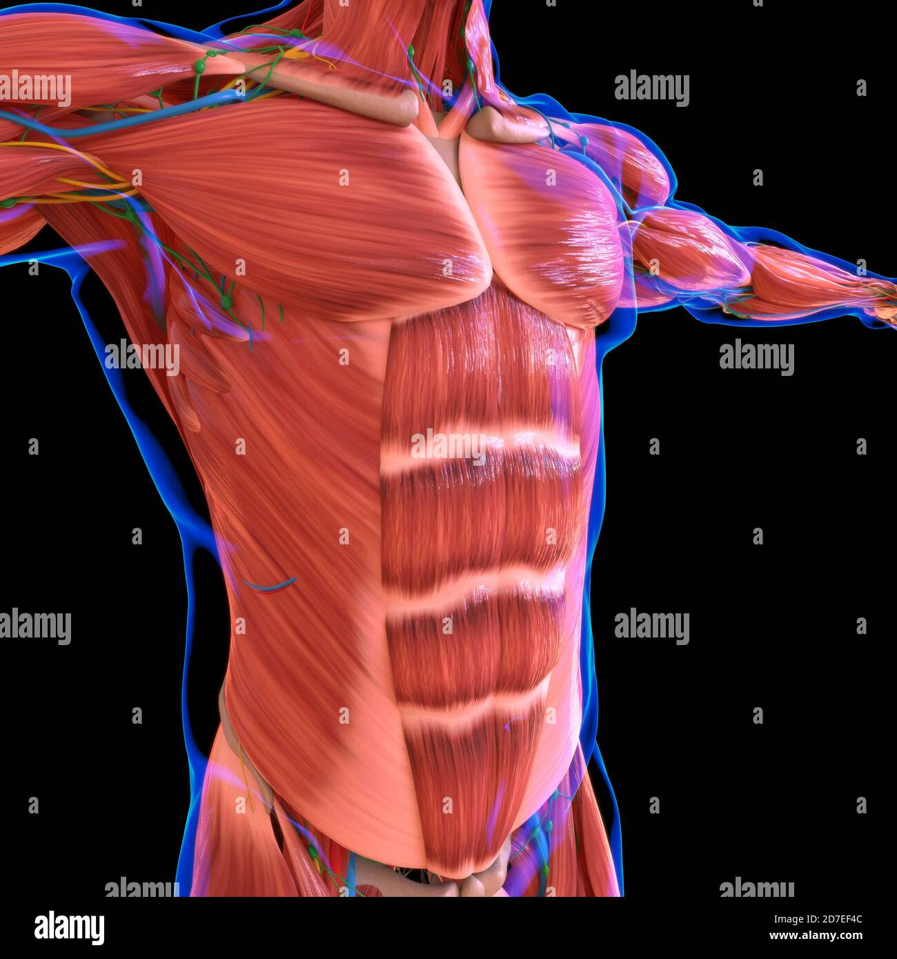 Anatomie du muscle humain pour le concept médical Illustration 3D Photo ...